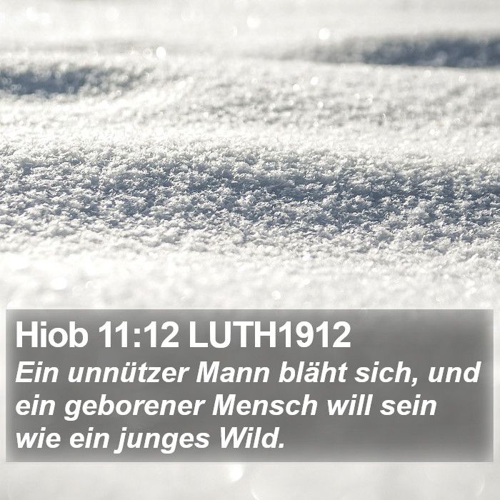 Hiob 11:12 LUTH1912 - Ein unnützer Mann bläht sich, und ein geborener