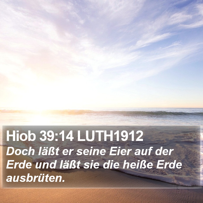 Hiob 39:14 LUTH1912 - Doch läßt er seine Eier auf der Erde und läßt