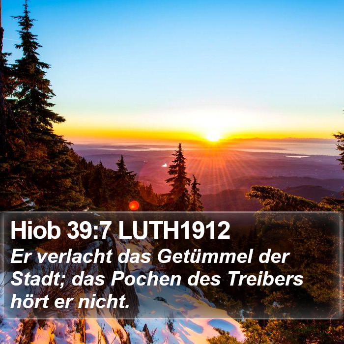 Hiob 39:7 LUTH1912 - Er verlacht das Getümmel der Stadt; das Pochen